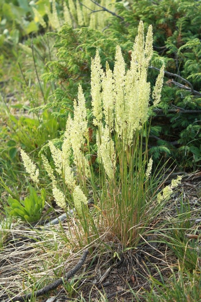 Koeleria macrantha – Bioconcentric