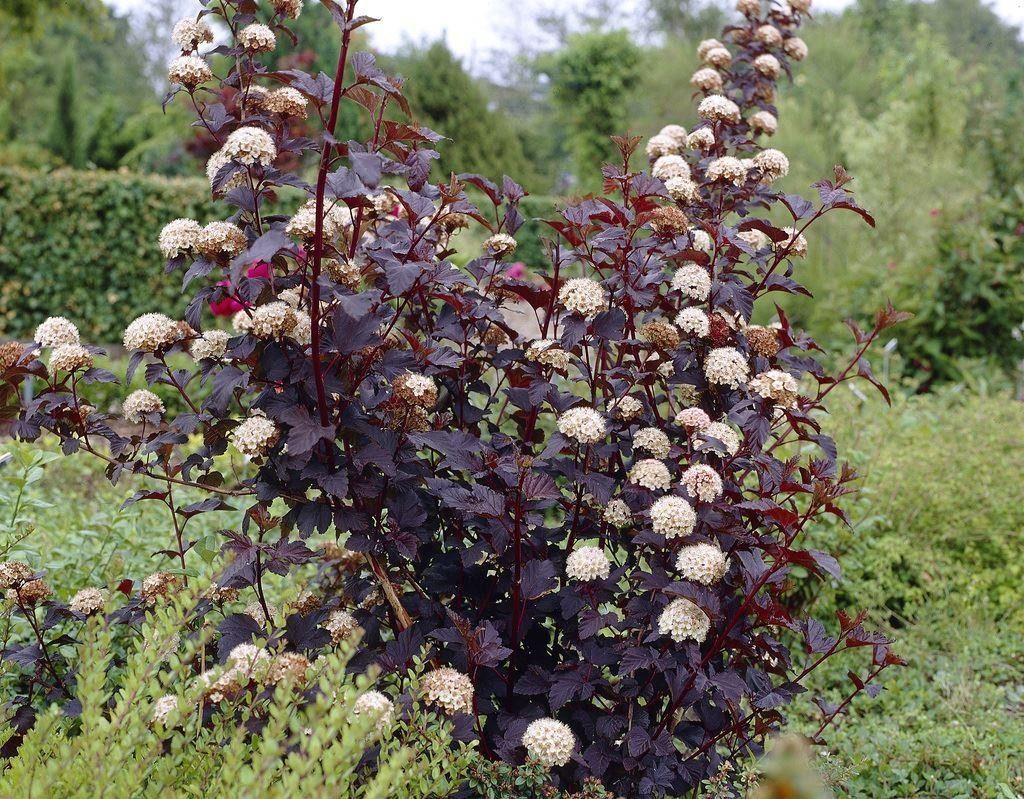 Physocarpus opulifolius – Bioconcentric Physocarpus opulifolius – Bioconcentric